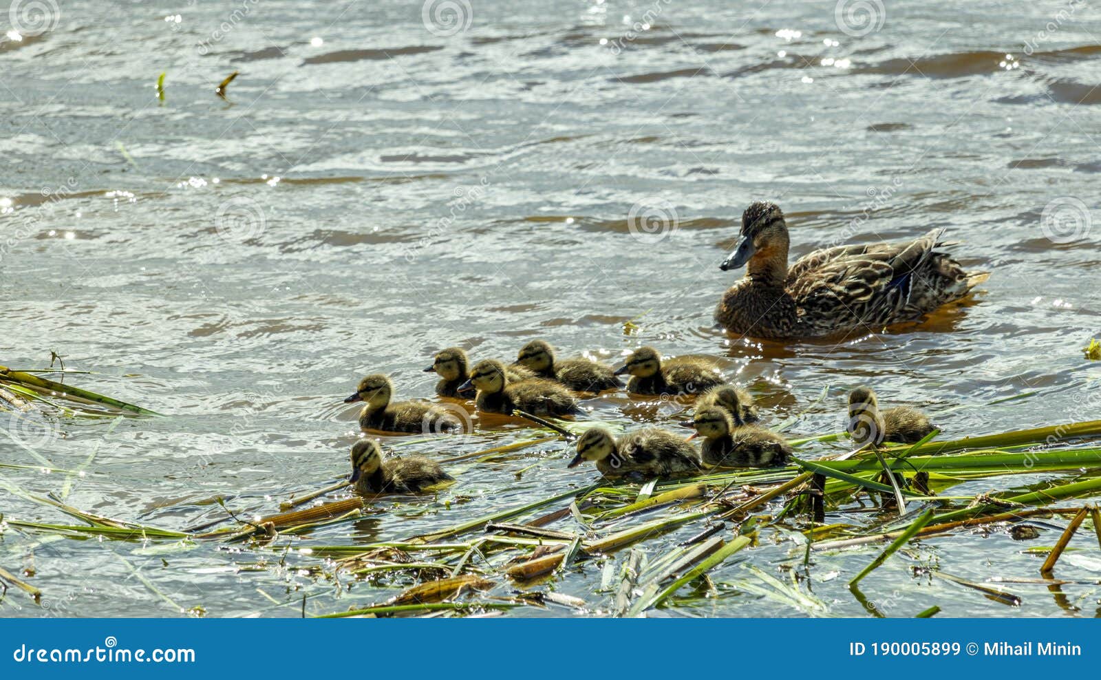 Mother Duck with Small Ducklings on the River Stock Image - Image of ...