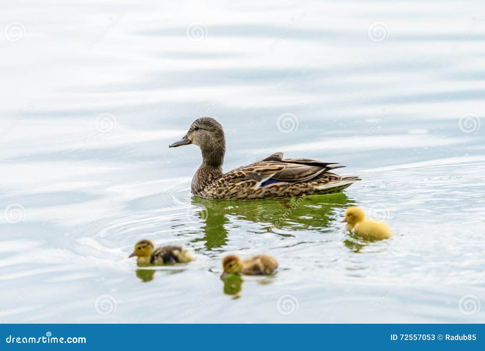 Mother Duck with Small Ducklings Stock Image - Image of ducks, born ...