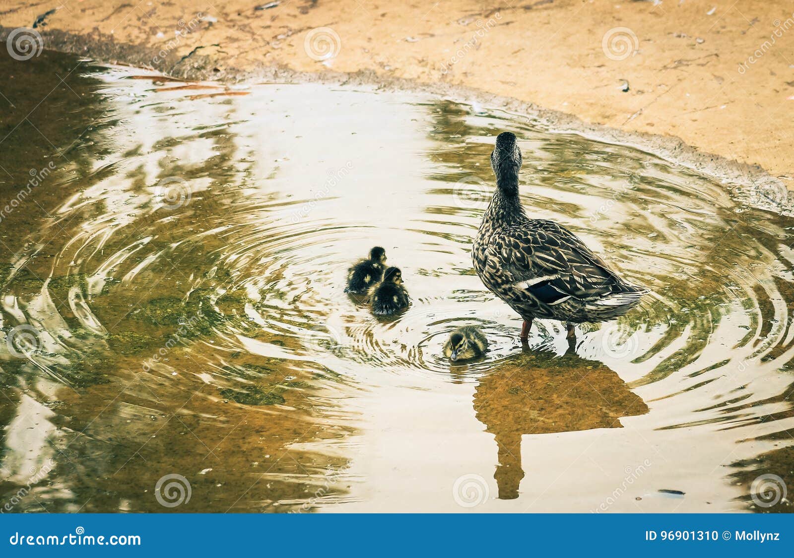 Duck In Three Steps Of Posture Stock Photo | CartoonDealer.com #83725380