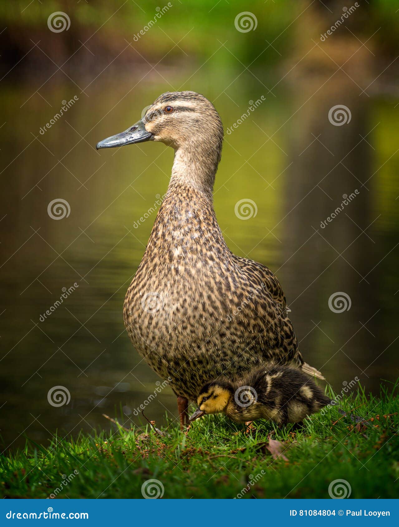 Mother and duckling stock photo. Image of young, water - 81084804