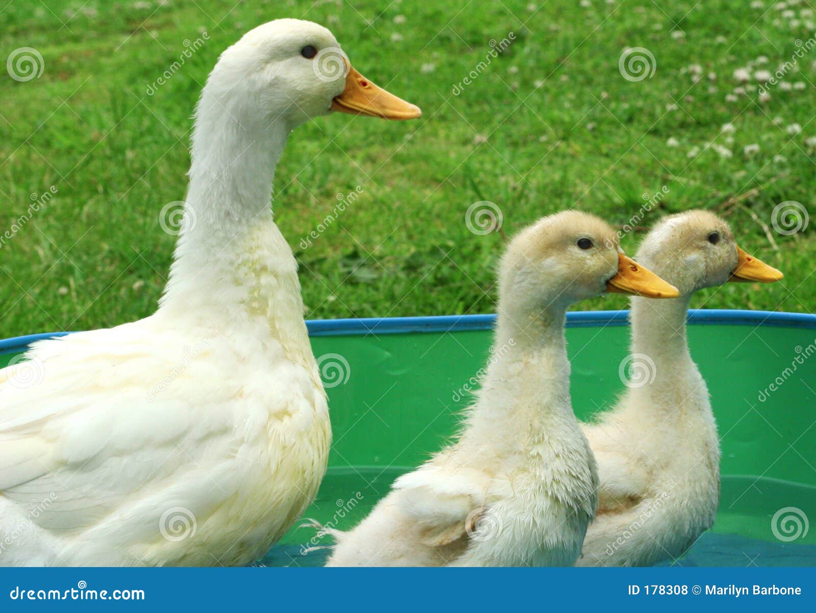 Waddle Pool At A Luxury Beach Resort Stock Photo | CartoonDealer.com ...