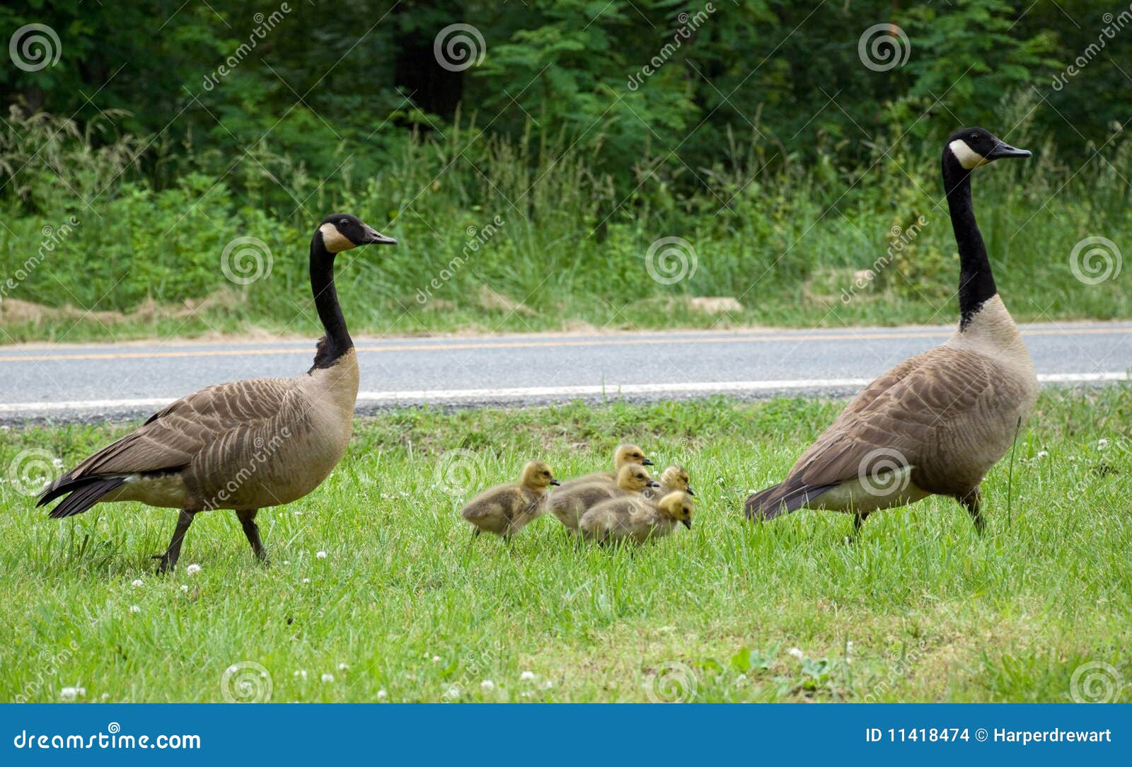 Mother and Father Goose with Goslings Stock Photo - Image of feather ...