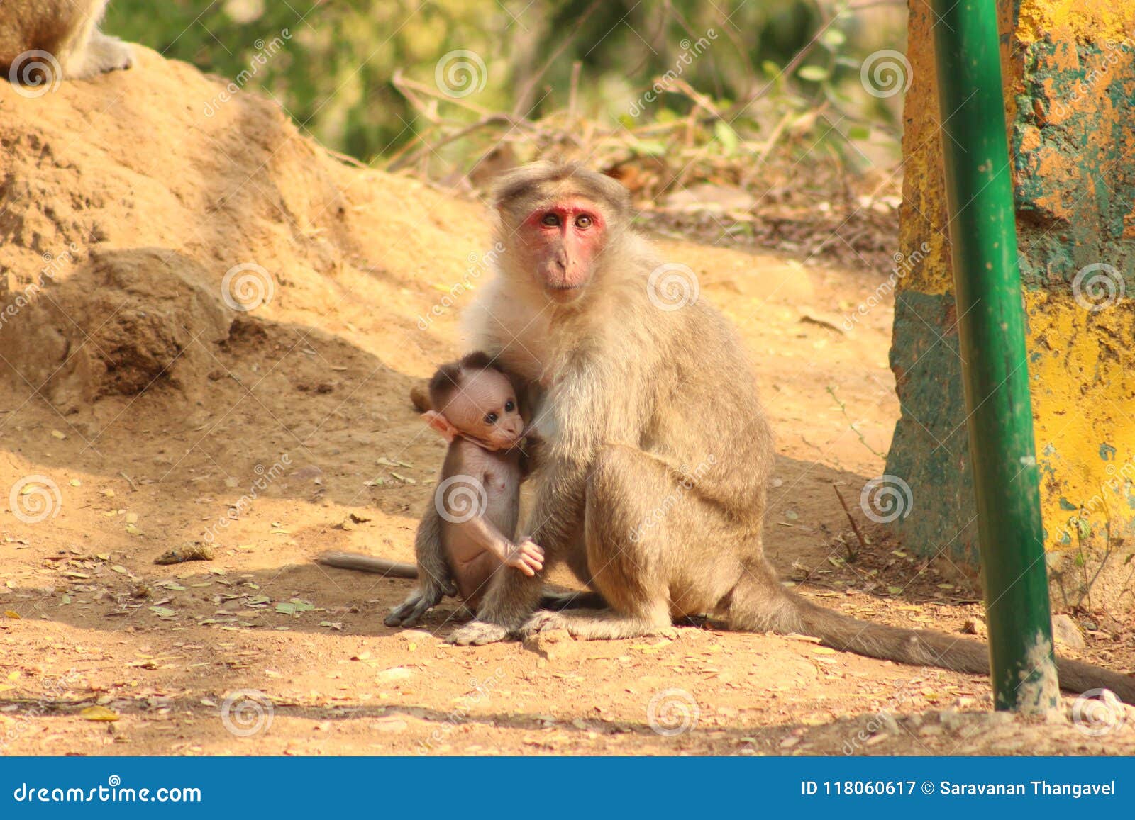 Mother feed stock image. Image of mother, feed, monkey - 118060617
