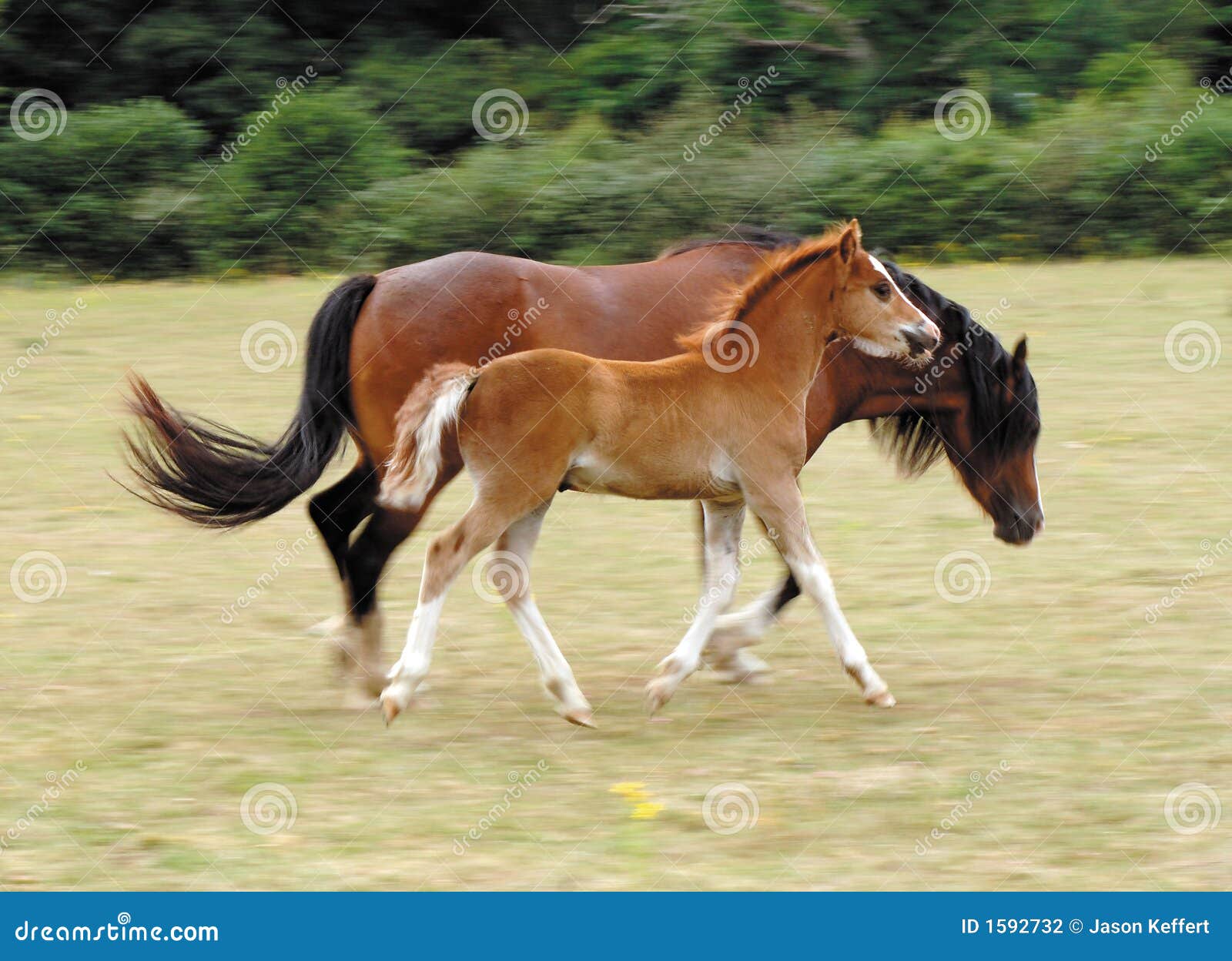 Mother and foal stock photo. Image of life, riding, foal - 1592732