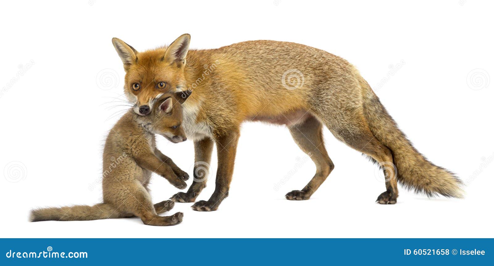 Mother Fox Carrying Her Cub (7 Weeks Old) Stock Photo - Image of care ...