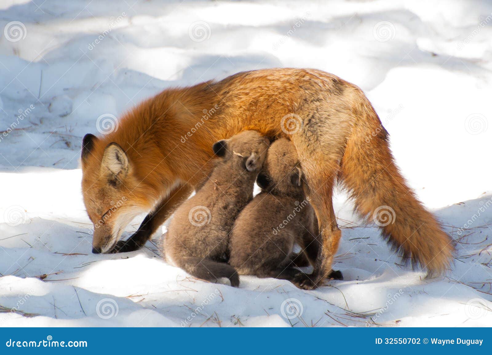 Mother fox feeding pups stock photo. Image of feeding - 32550702
