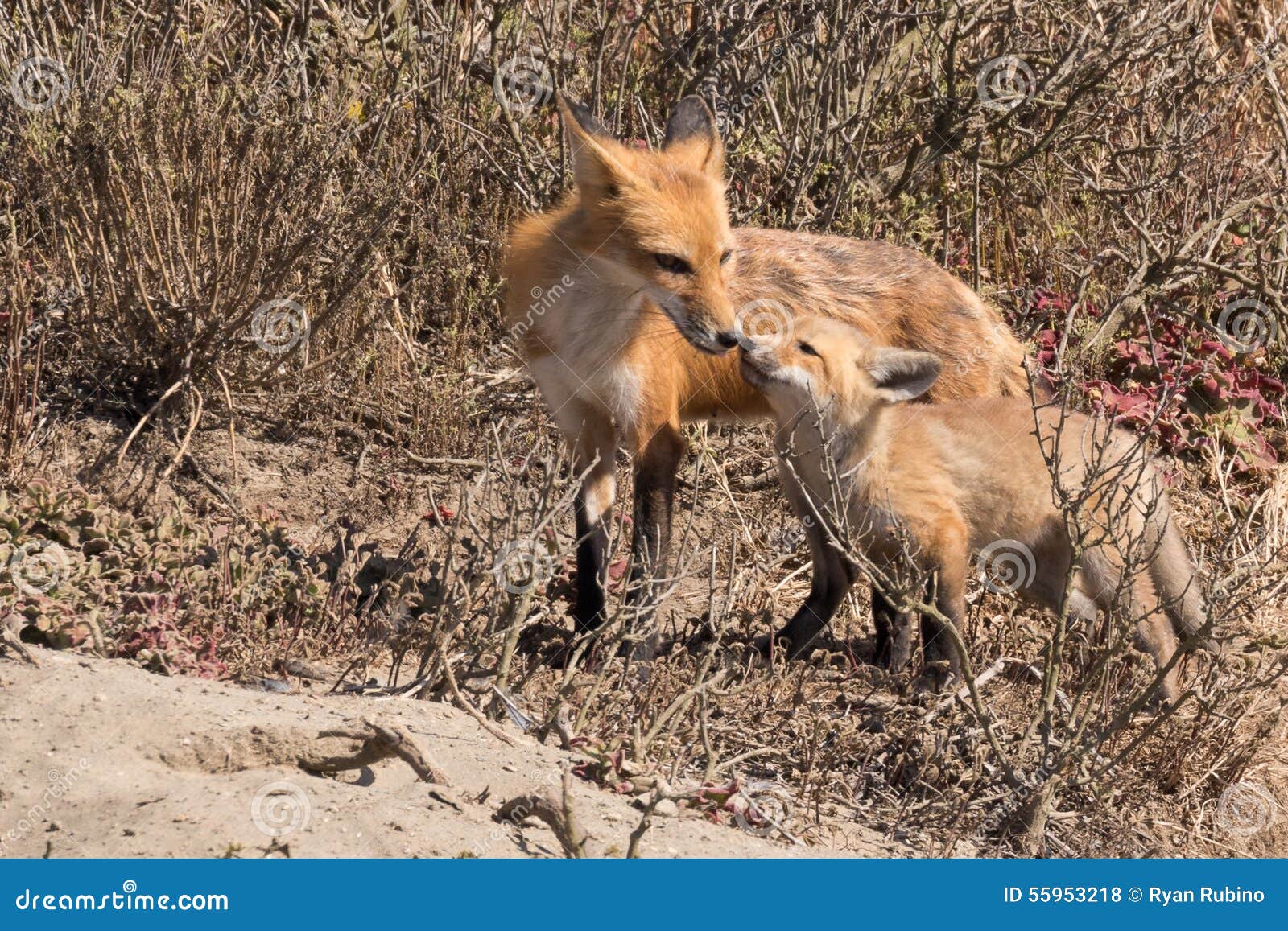 Mother fox greeting kit stock photo. Image of mother - 55953218