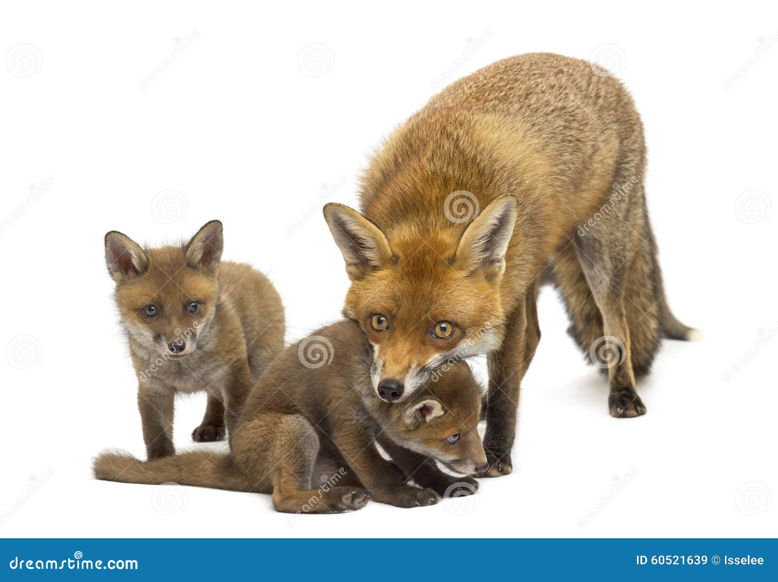 Mother Fox with Her Cubs (7 Weeks Old) Stock Image - Image of studio ...