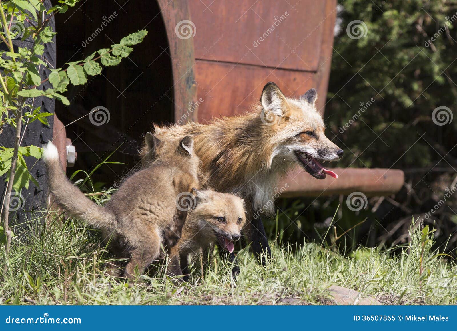 Mother fox and kits stock image. Image of america, carnivora - 36507865