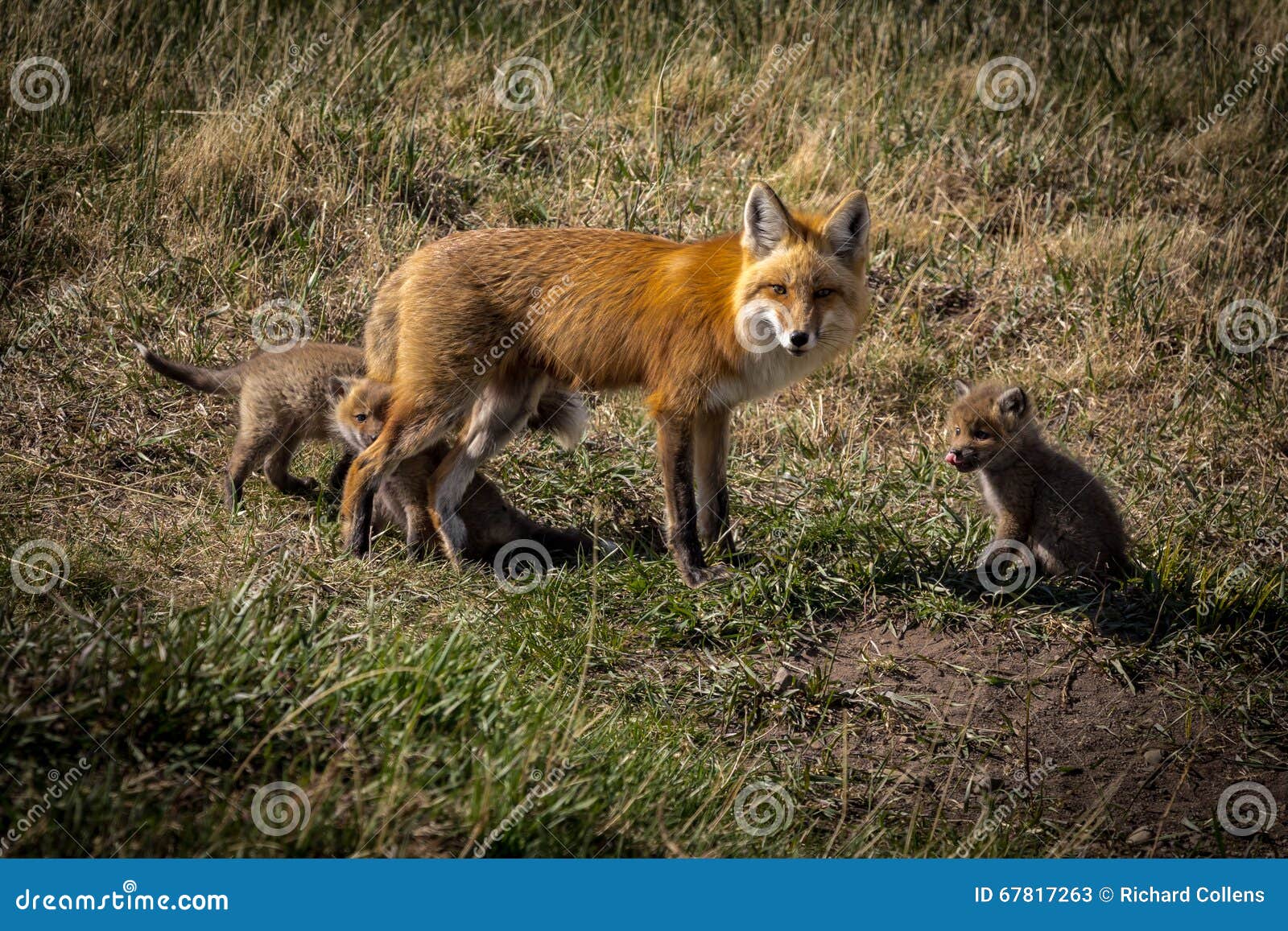 Mother Fox and Kits in the Wild Stock Image - Image of three, creature ...