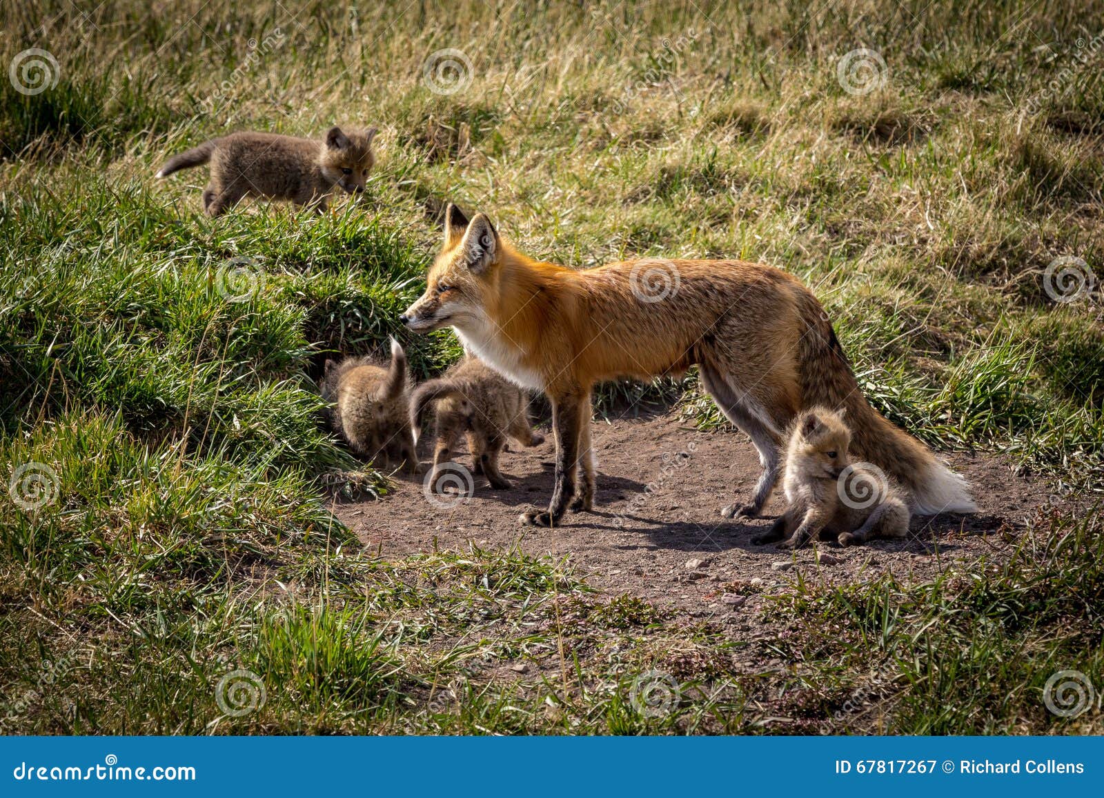 Mother Fox and Kits in the Wild Stock Image - Image of outside, alaska ...