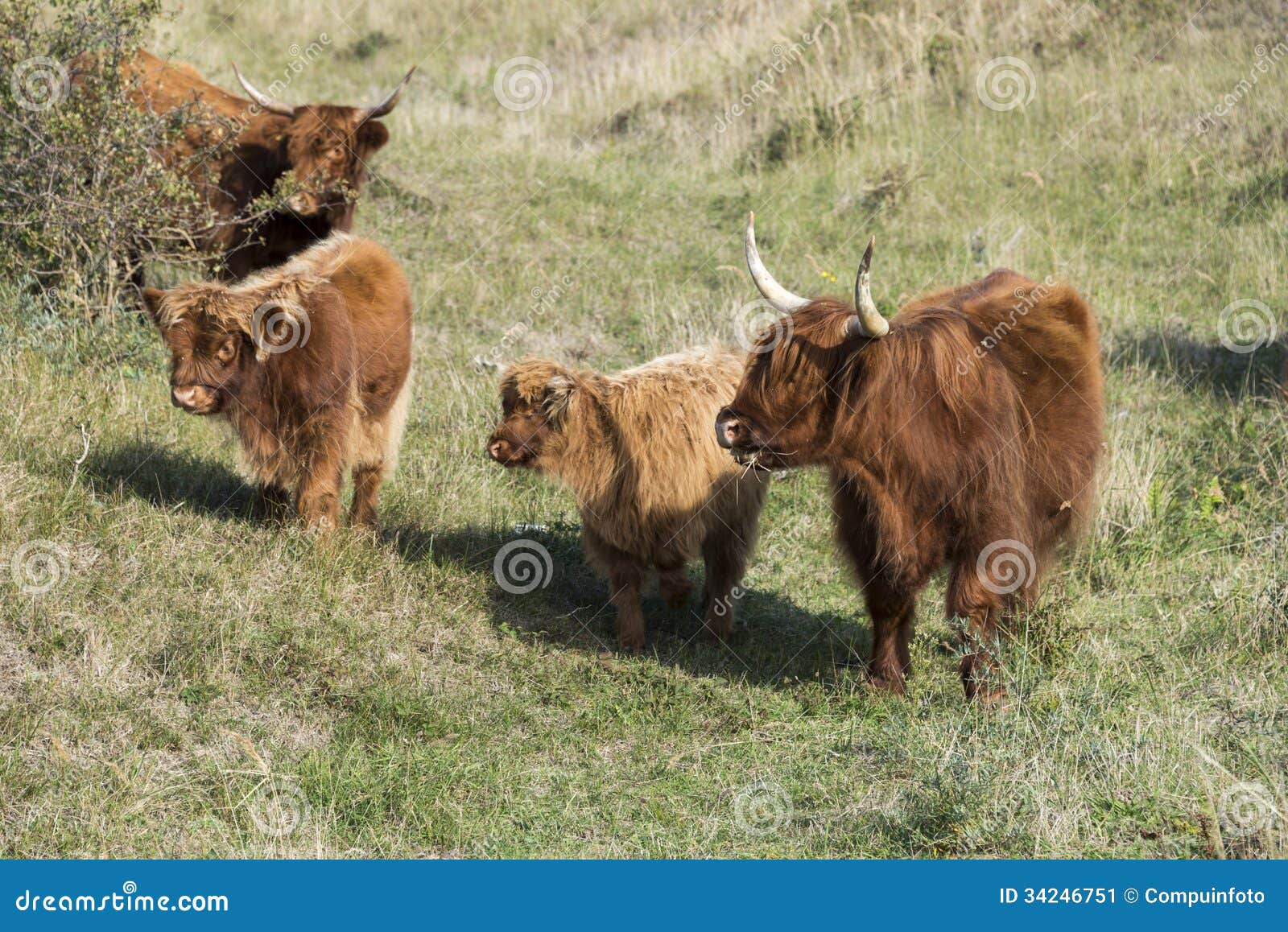 Mother Galloway and Two Young Stock Image - Image of horns, green: 34246751