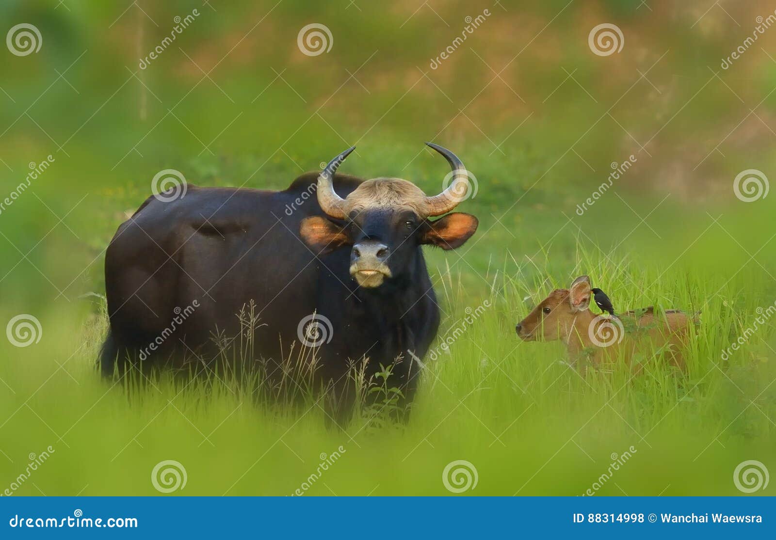 Mother gaur and baby. stock photo. Image of national - 88314998