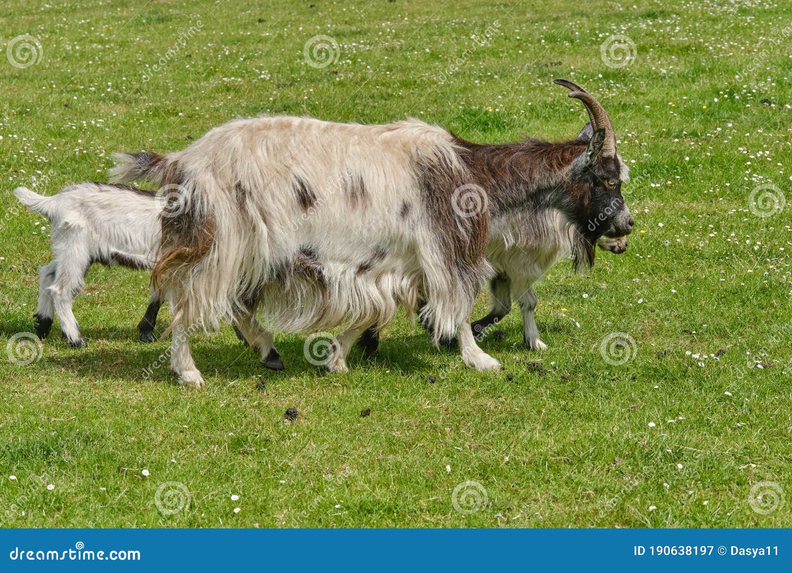 Mother Goat with Baby Goad Kids, Horned, Walking in Grass Stock Image ...