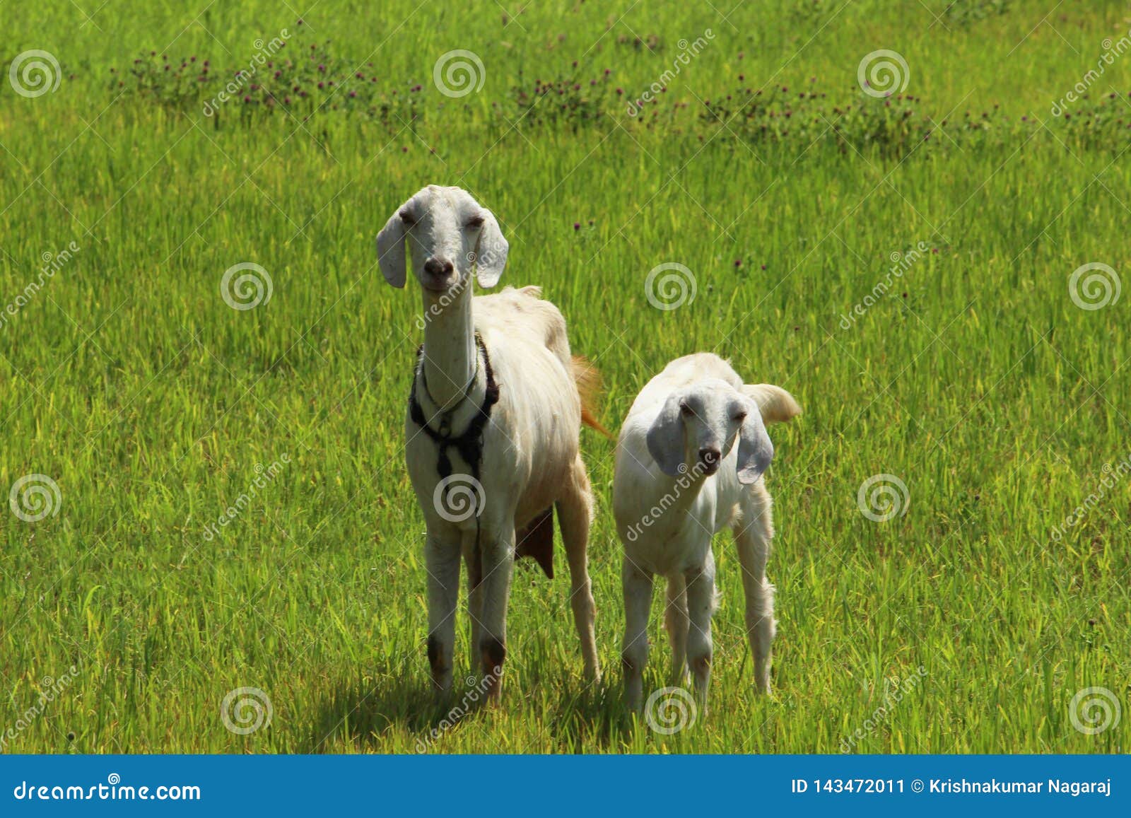 Mother Goat and Baby Goat stock image. Image of happy - 143472011