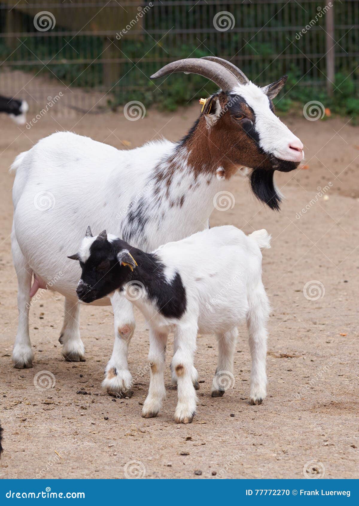 Mother goat with goatling stock photo. Image of horn - 77772270