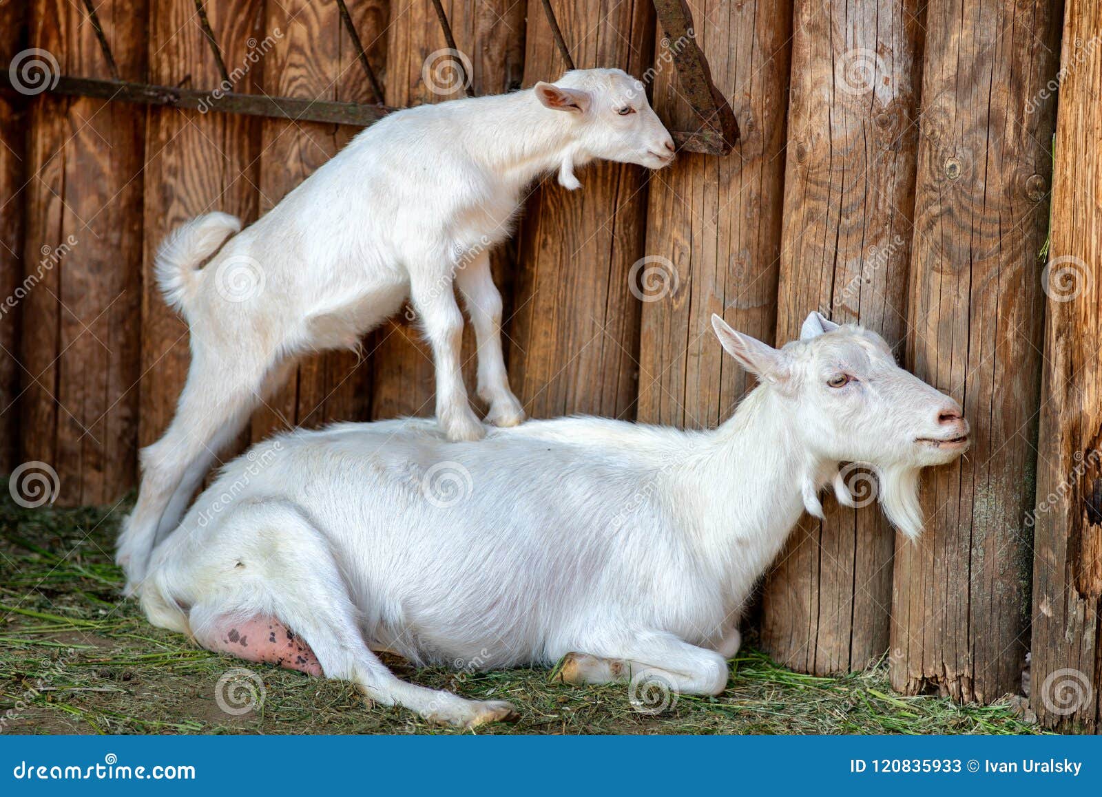 Mother Goat and Her Kid on the Grass Stock Image - Image of face, baby ...