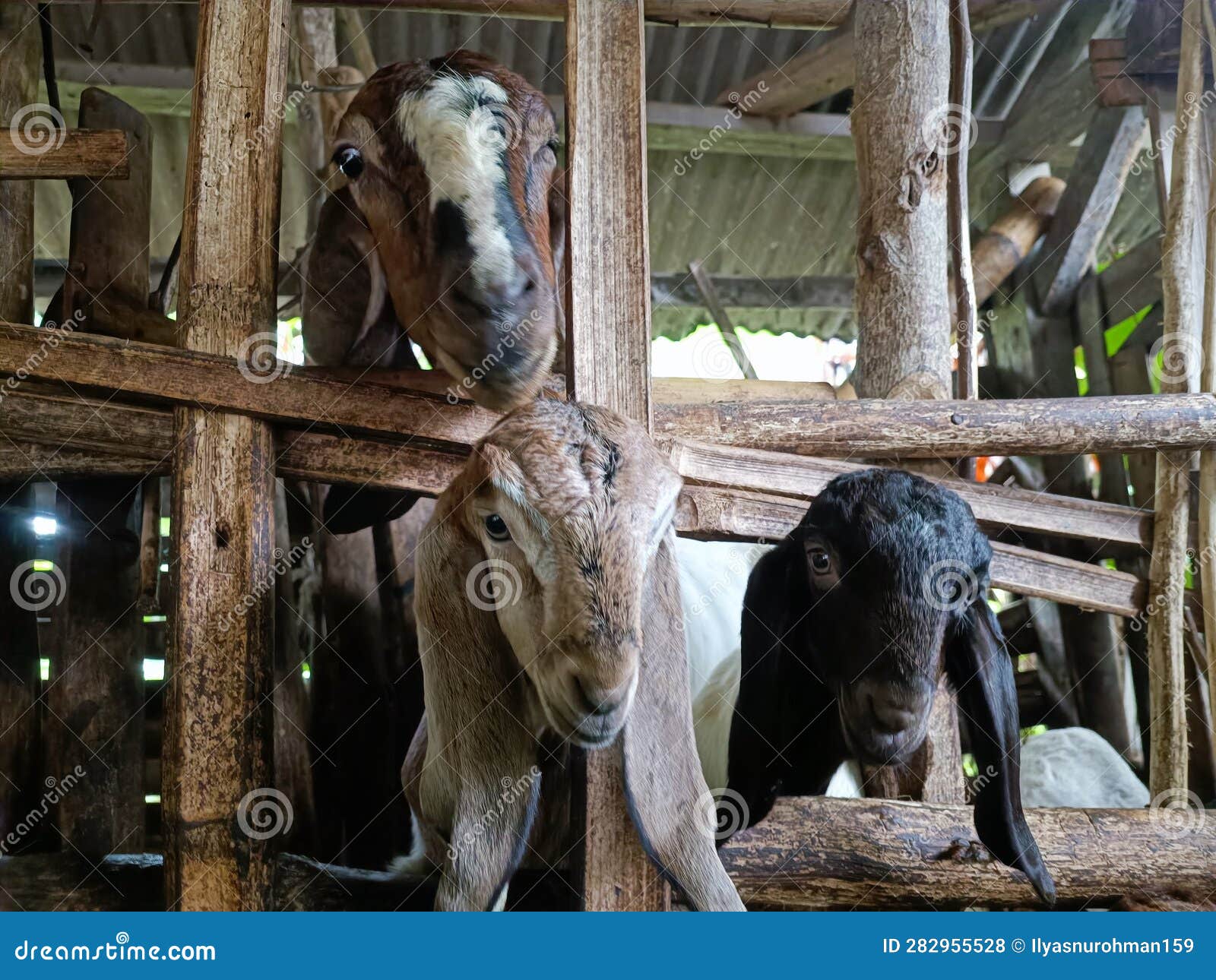 Mother Goat and Her Kids in the Cage Stock Photo - Image of cattle ...