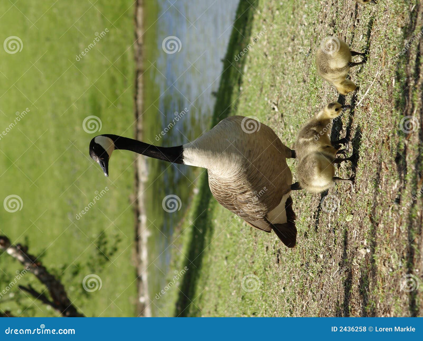 Mother Goose stock photo. Image of bird, baby, urban, canadian - 2436258