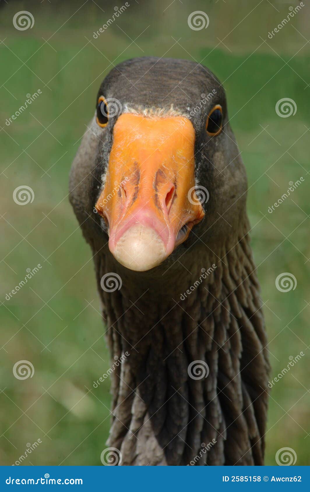 Mother goose stock photo. Image of head, heads, baron - 2585158