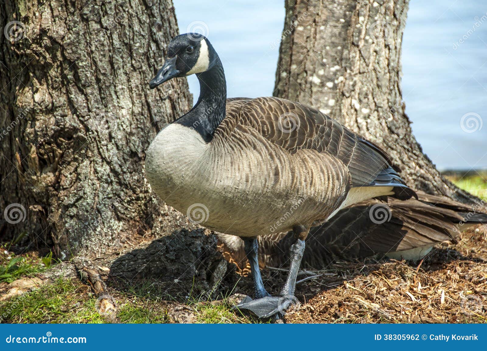 Mother Goose stock photo. Image of river, wing, lake - 38305962