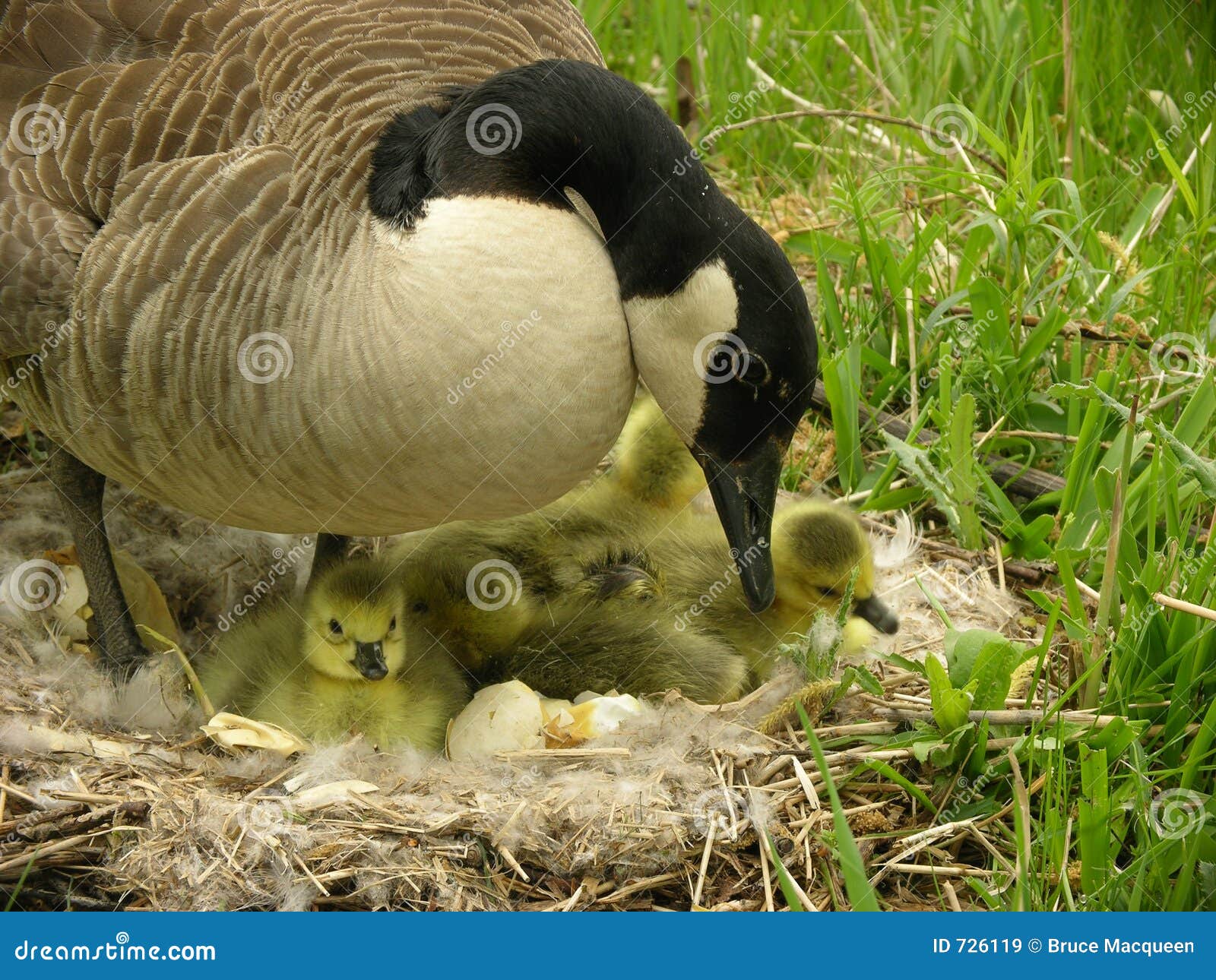 Mother Goose stock image. Image of nesting, nest, goslings - 726119