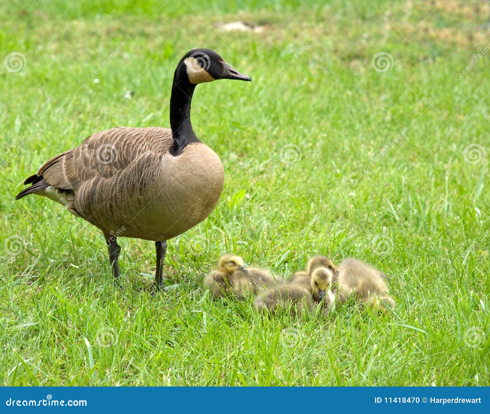 Mother Goose Stock Image | CartoonDealer.com #48268039