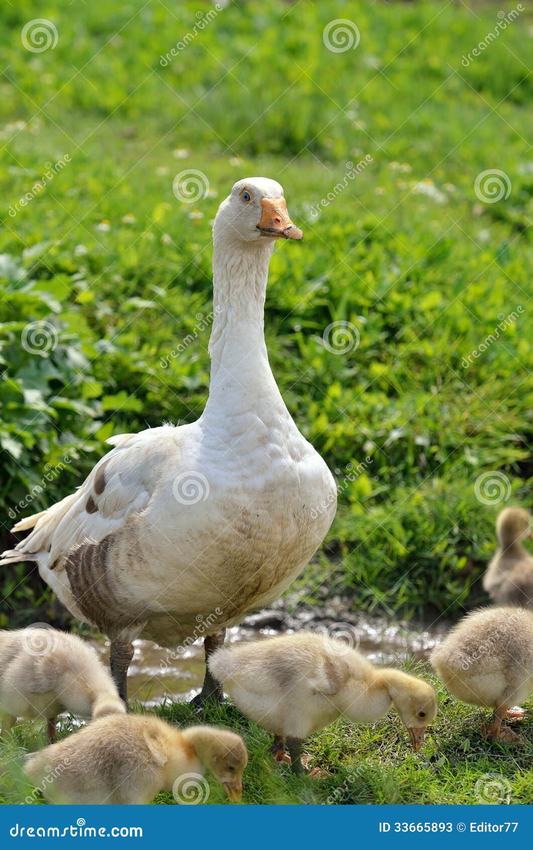 Mother Goose with His Babies Stock Image - Image of feather, nature ...