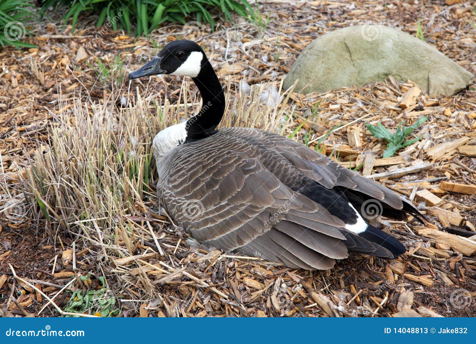 Mother Goose Stock Image | CartoonDealer.com #48268039