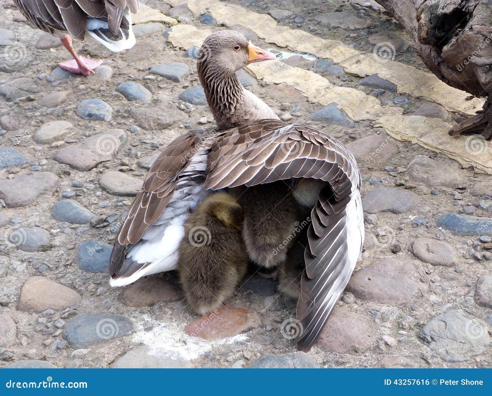 Mother Goose Taking Chicks Under Her Wing Stock Photo - Image of care ...