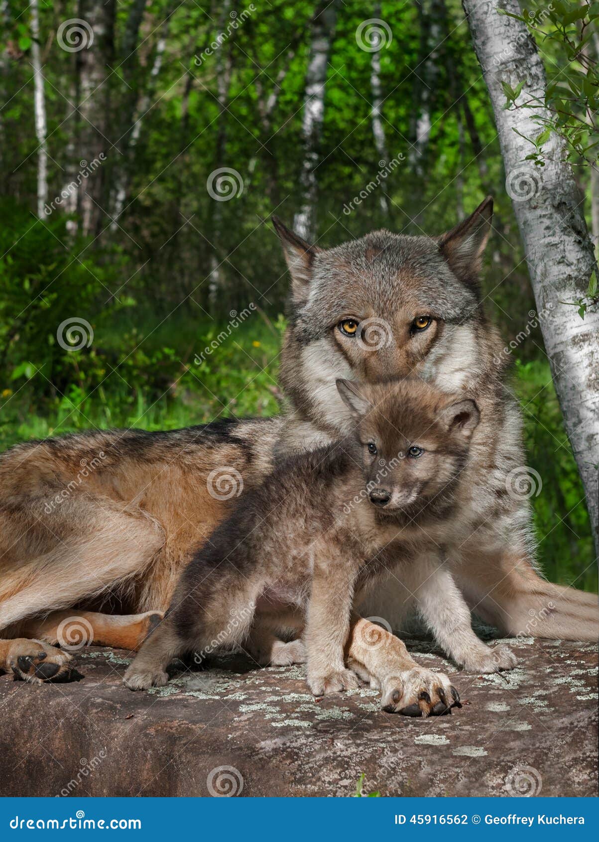 Mother Grey Wolf and Pup (Canis Lupus) Stock Photo - Image of beast ...