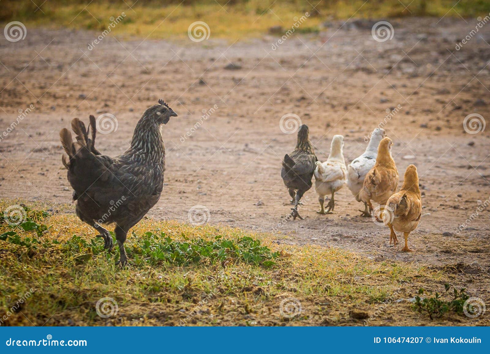 Mother han with chicken stock image. Image of closeup - 106474207
