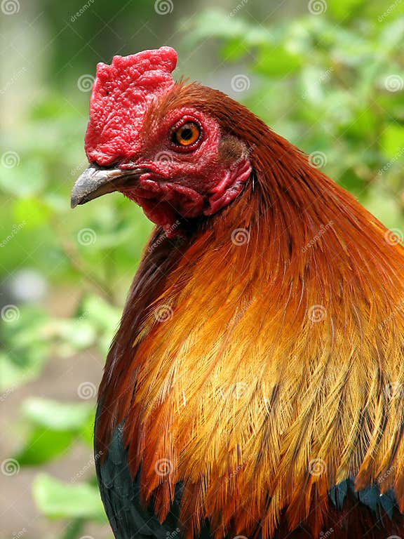 Mother Hen stock photo. Image of beak, head, portrait - 3576146