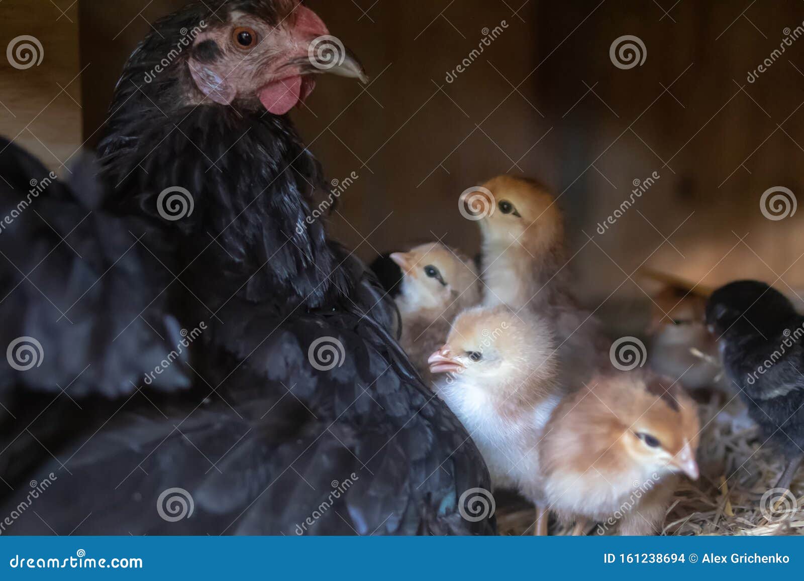 Mother Hen with Baby Chickens Stock Photo - Image of love, harmony ...