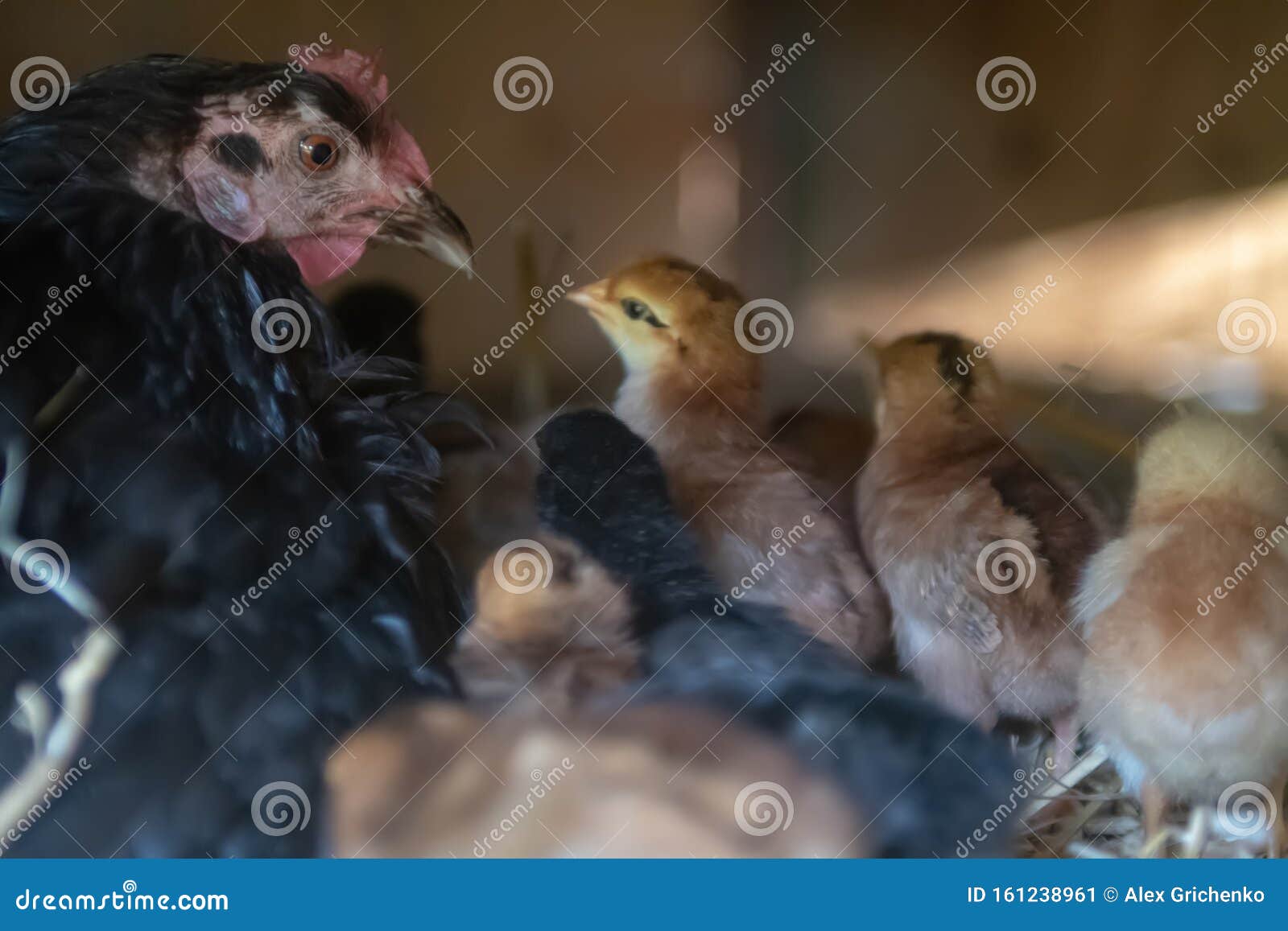 Mother Hen with Baby Chickens Stock Image - Image of born, nature ...