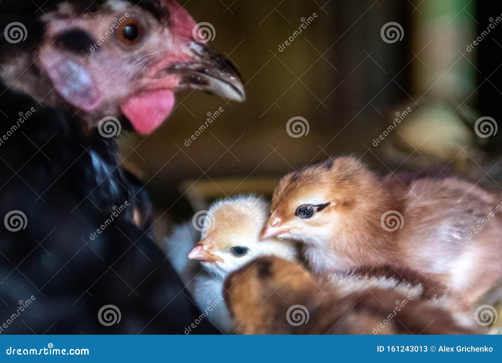 Mother Hen with Baby Chickens Stock Image - Image of bird, beak: 161243013