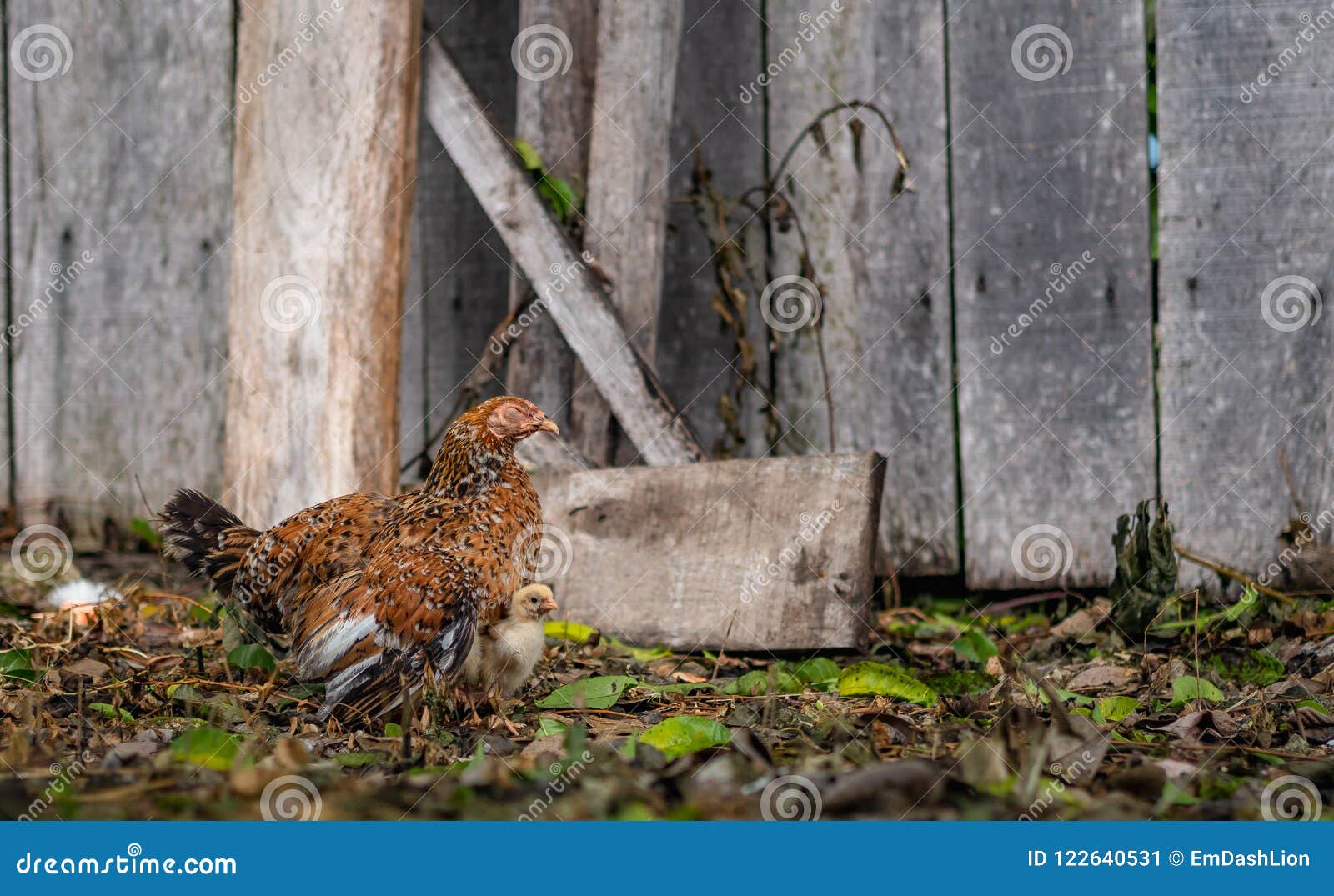 Mother Hen Brooding Her Chicks Stock Image - Image of domestic, care ...