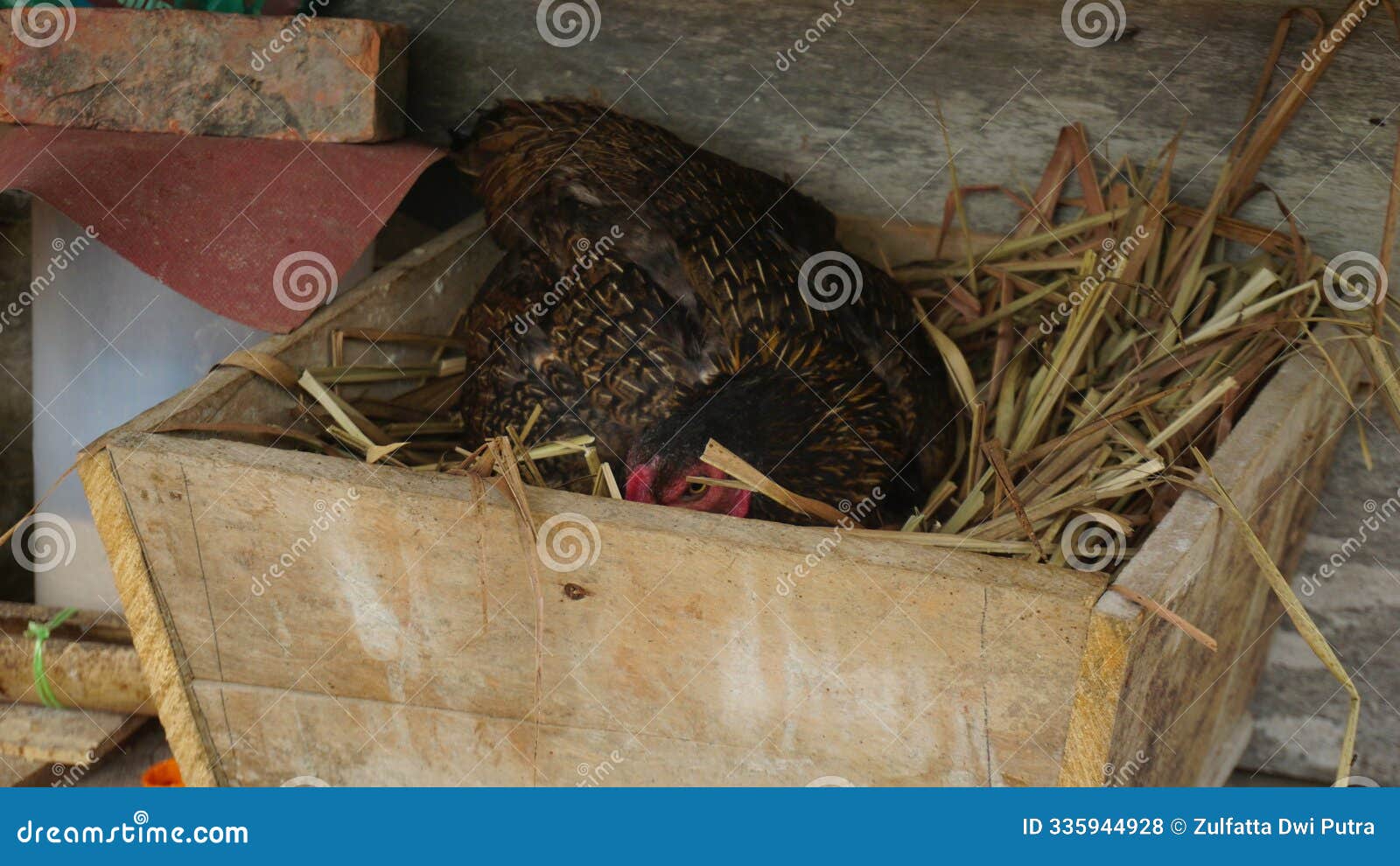 Mother Hen Brooding Over Her Eggs in a Nest Stock Photo - Image of ...