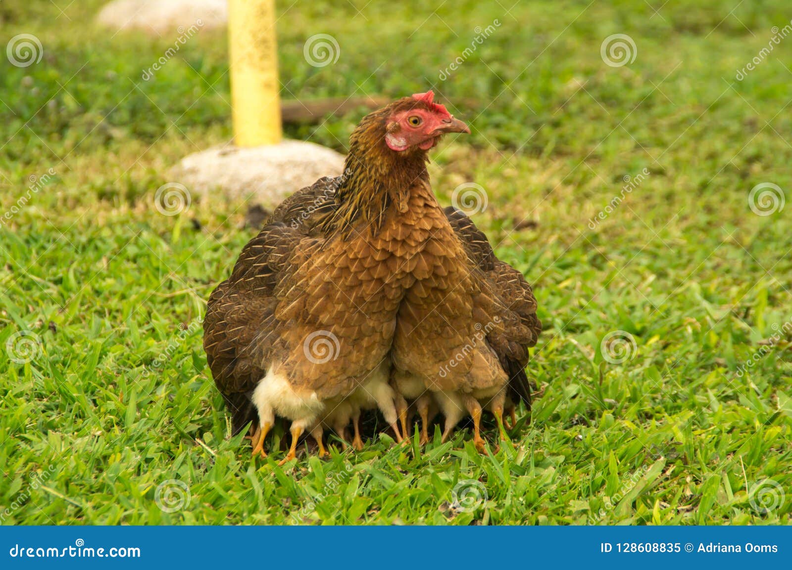 Mother hen with chick stock image. Image of fowl, baby - 128608835