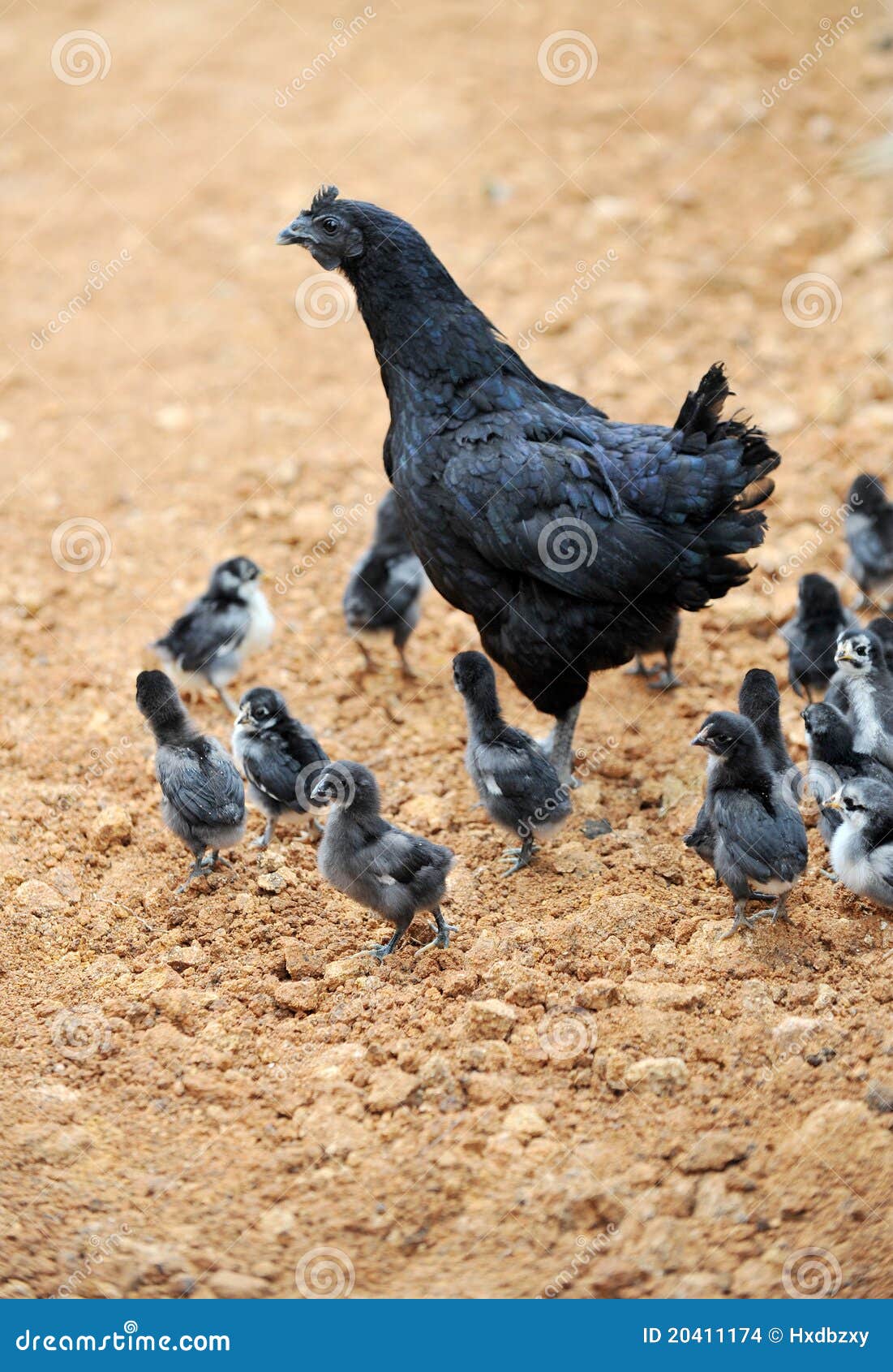 Mother hen and chickens stock photo. Image of mother - 20411174