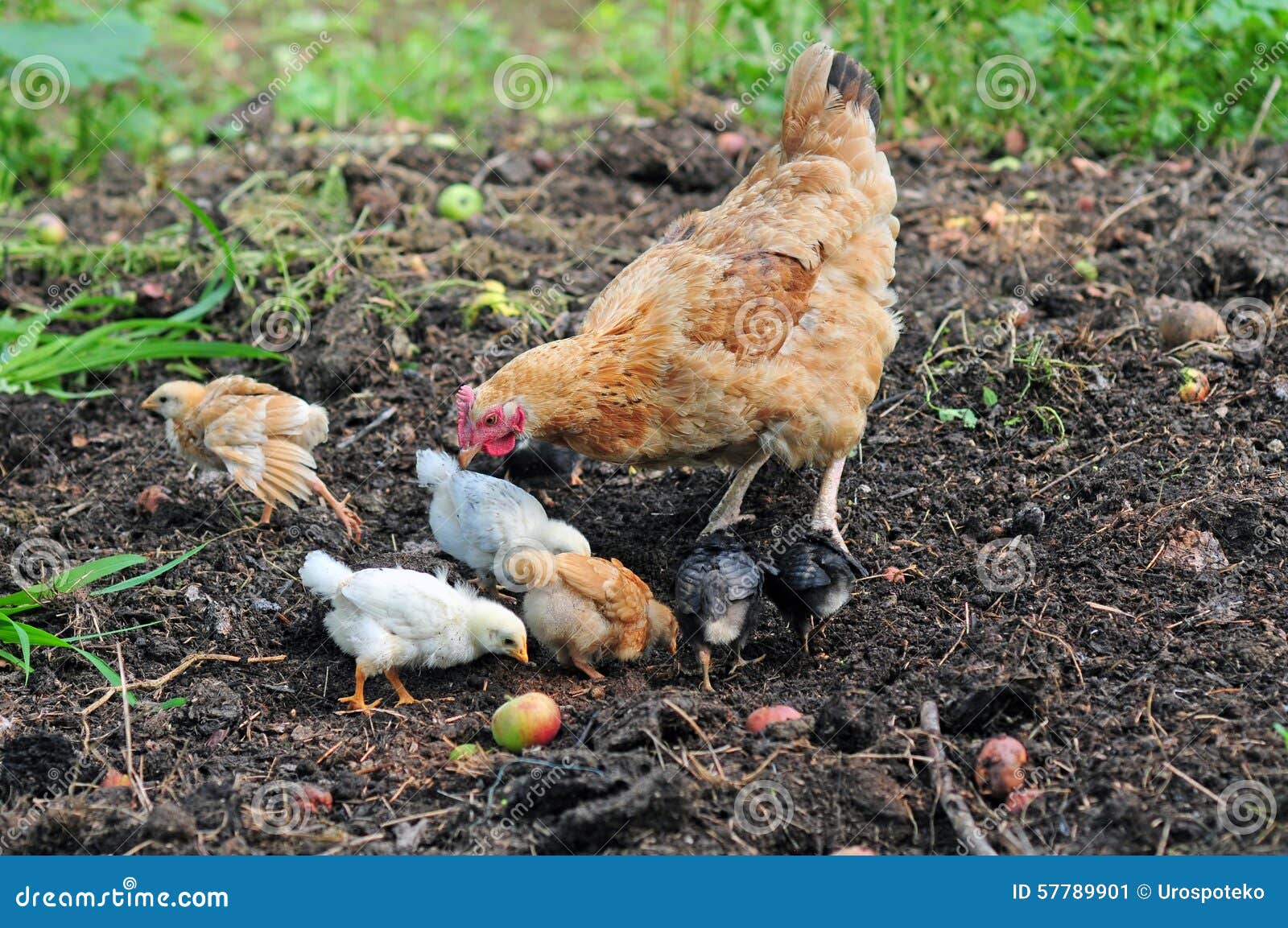 Mother hen with chickens stock image. Image of domestic - 57789901