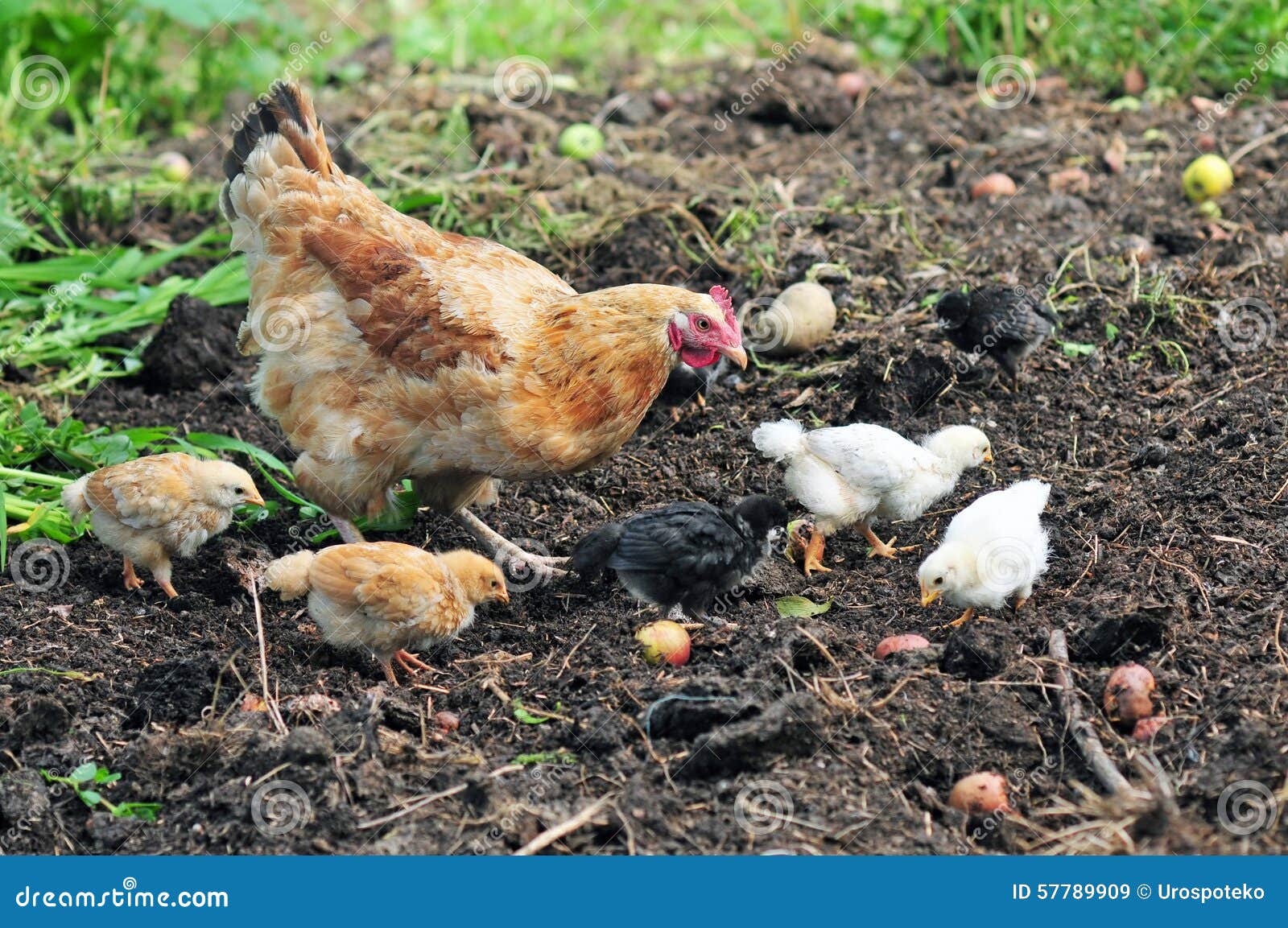 Mother hen with chickens stock image. Image of farm, female - 57789909