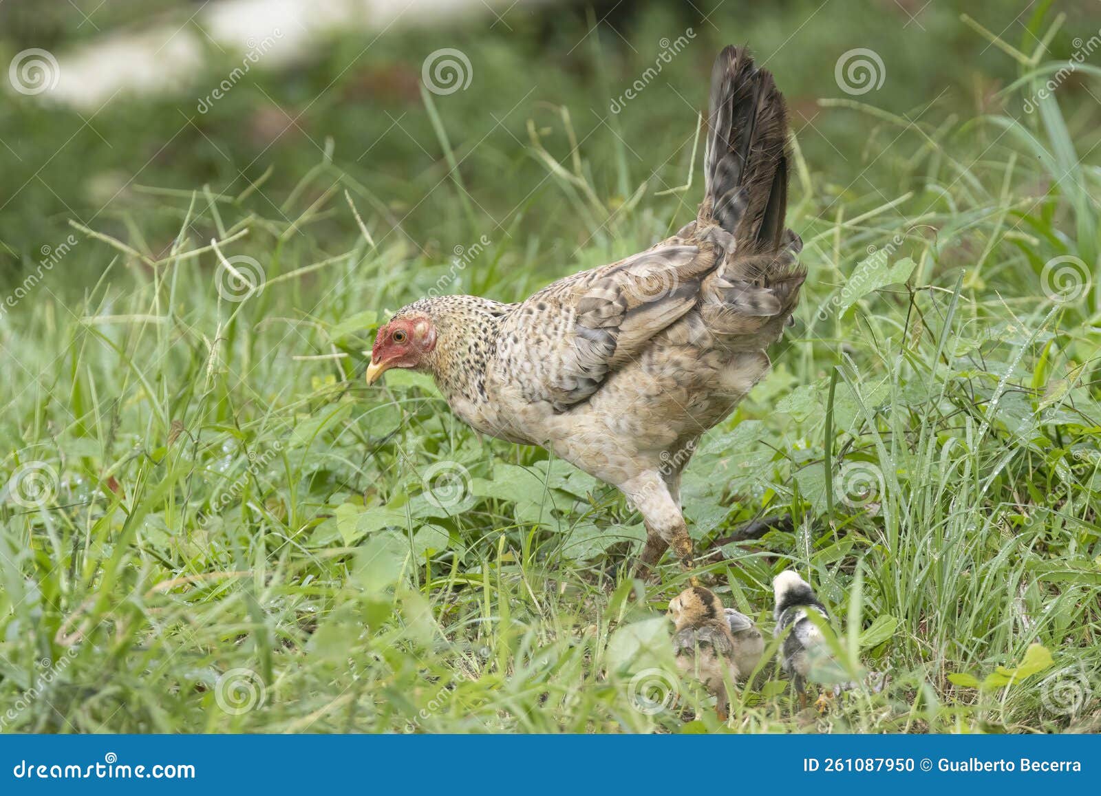 Mother Hen with Chicks Looking for Insects Stock Photo - Image of life ...