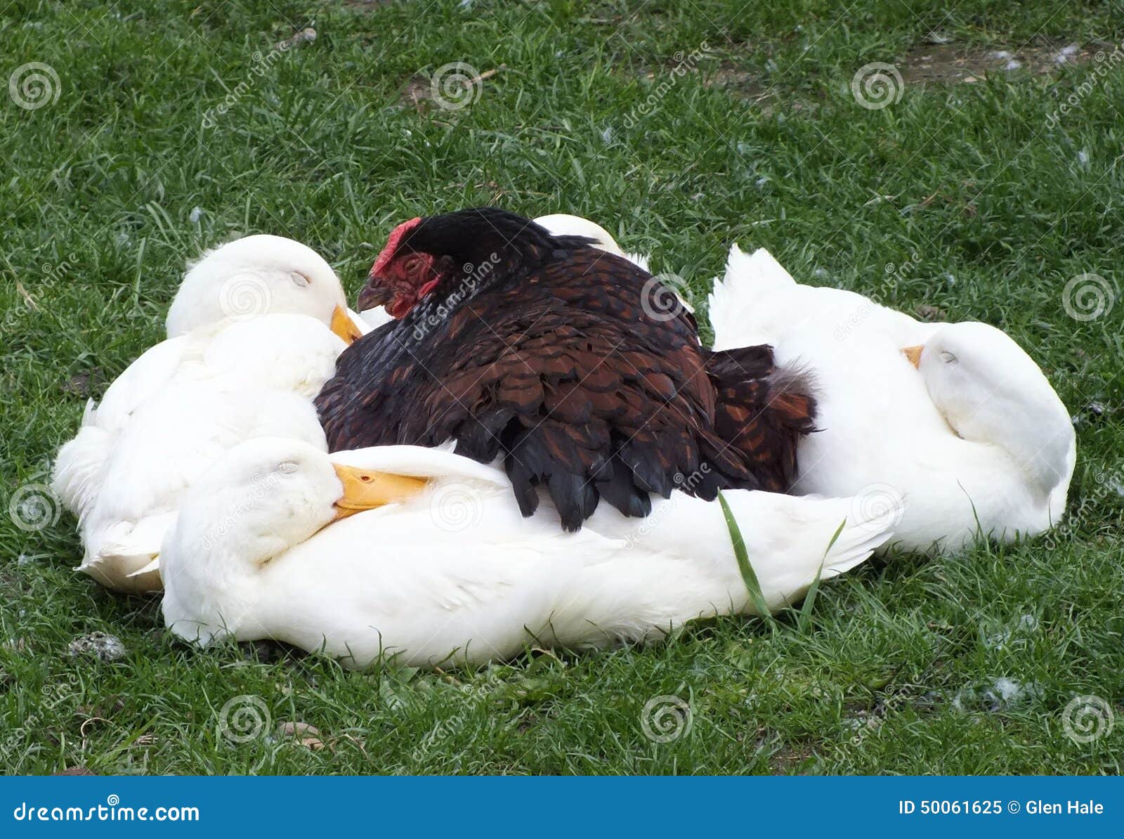 Mother Hen stock image. Image of reared, mother, grumpy - 50061625