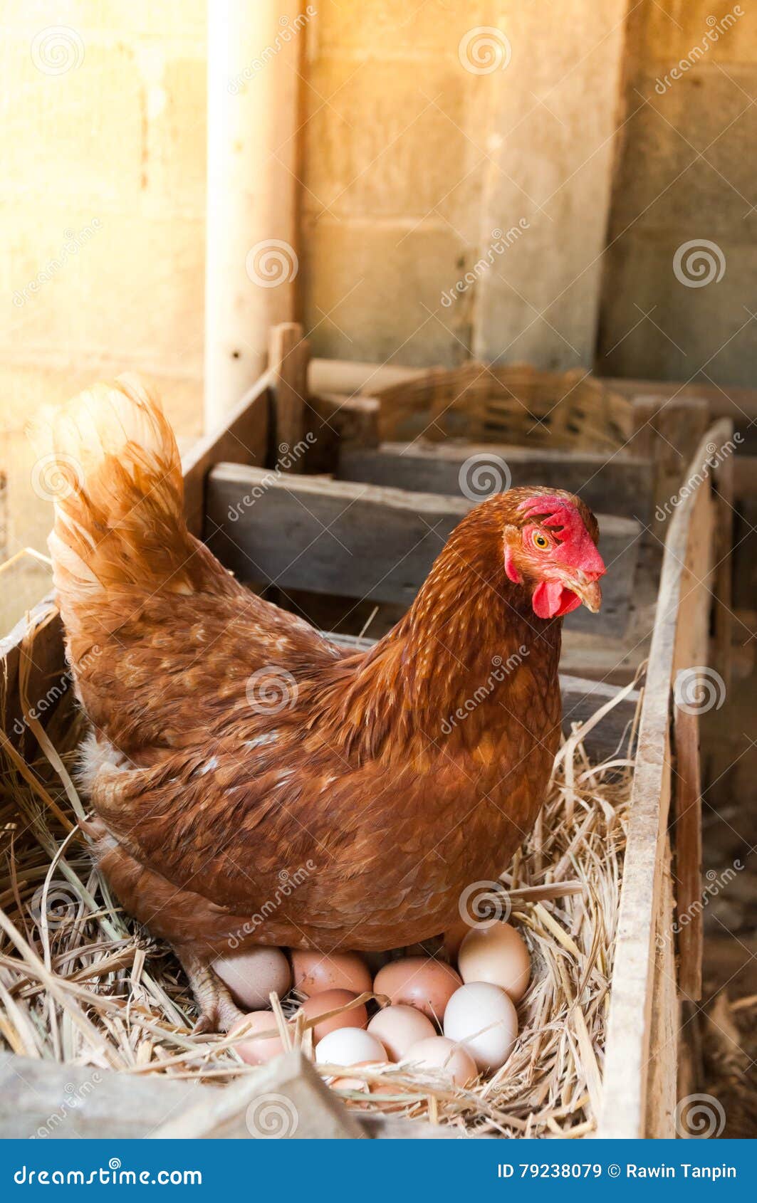 Mother Hen Hatching Eggs in Nest Stock Image - Image of fresh, feather ...