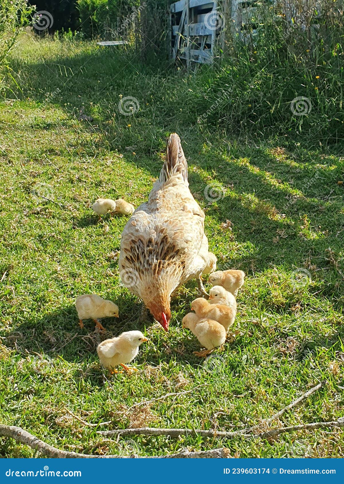 Mother hen and her babies stock photo. Image of grass - 239603174