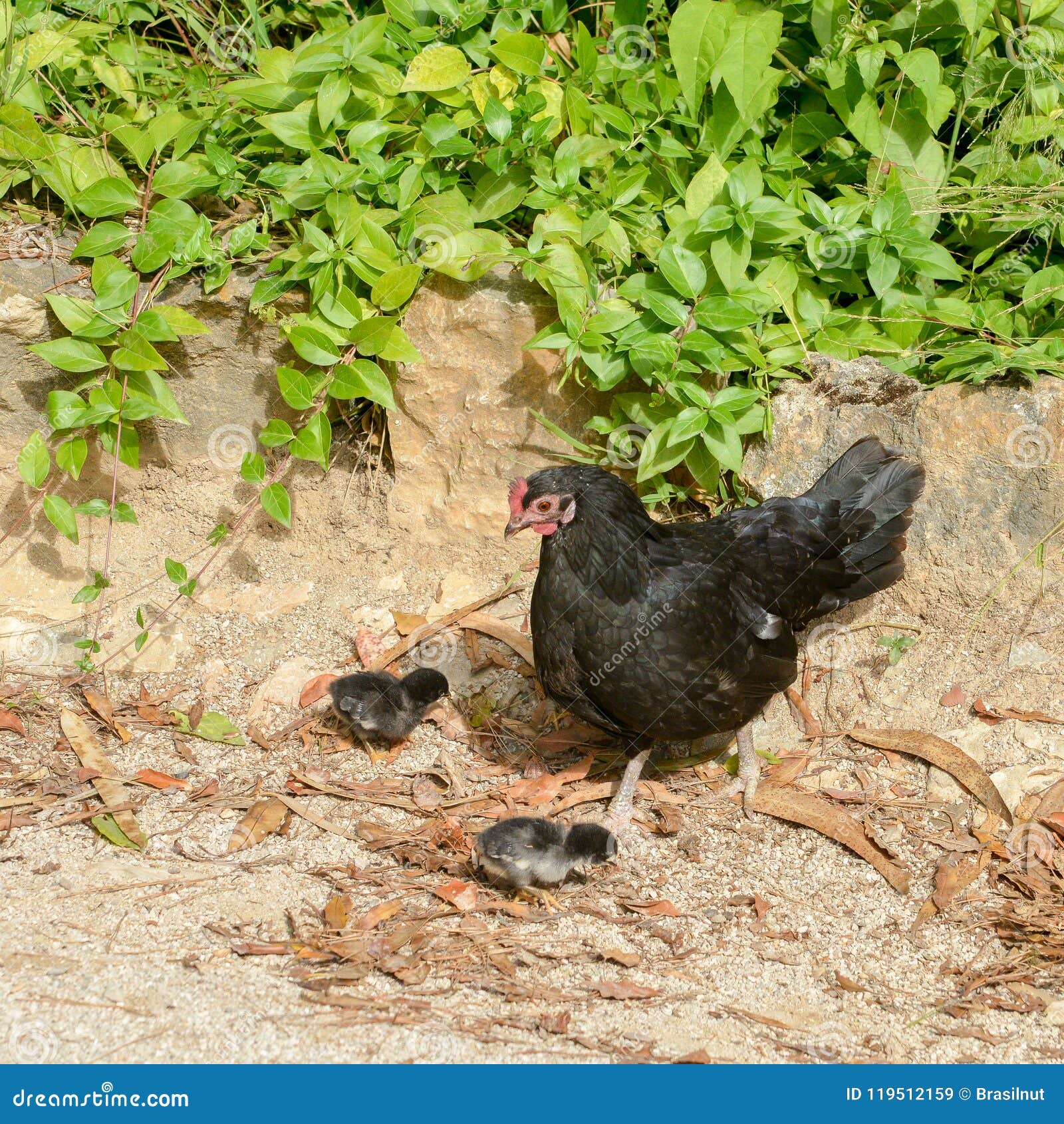 Mother Hen with Her Baby Chicks Stock Image - Image of domestic ...