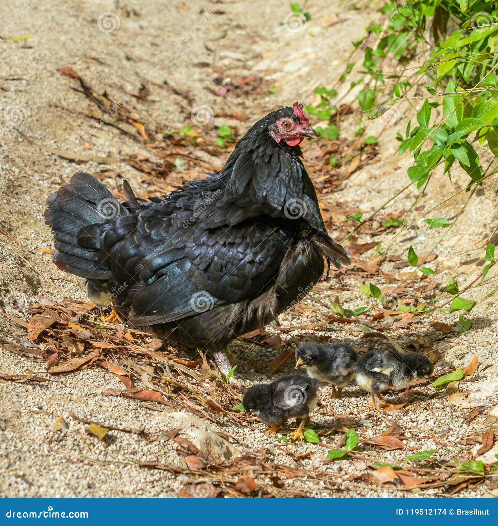 Mother Hen with Her Baby Chicks Stock Photo - Image of baby, feather ...