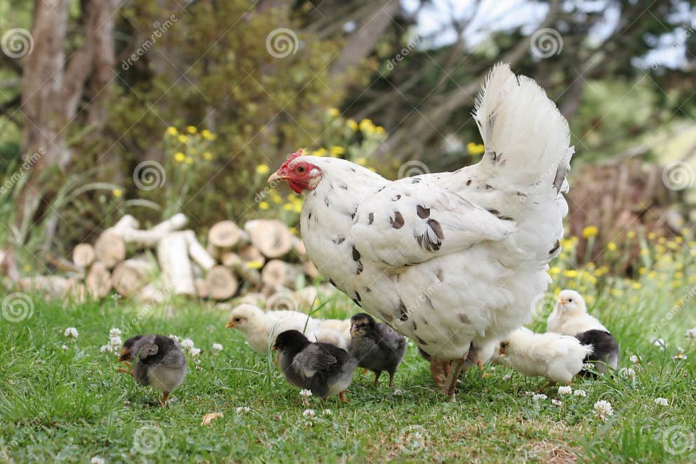 Mother Hen with Her Chickens Stock Photo - Image of poultry, range ...