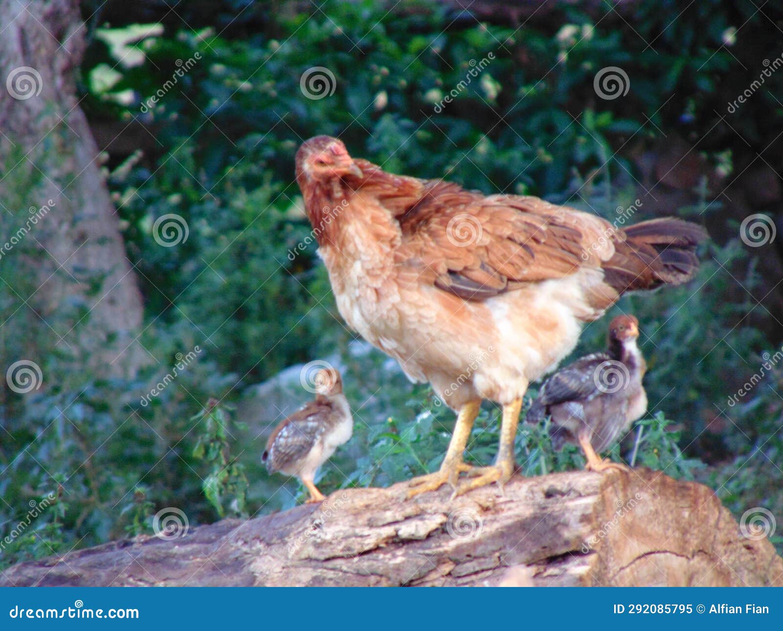 A Mother Hen with Her Chicks is Standing on a Log Stock Image - Image ...